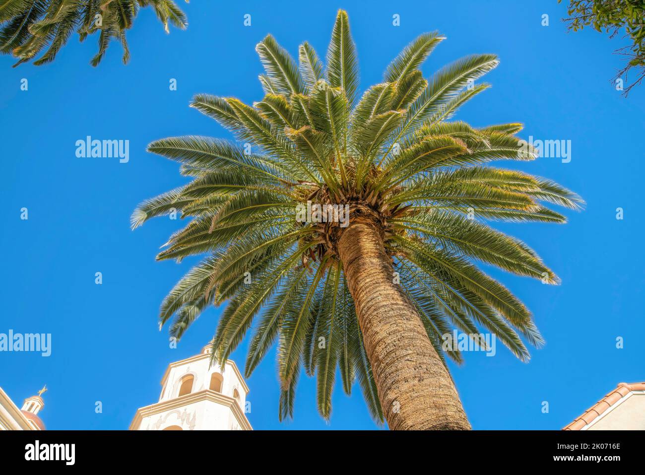 Beautiful palm tree againts clear blue sky and building in Tucson ...