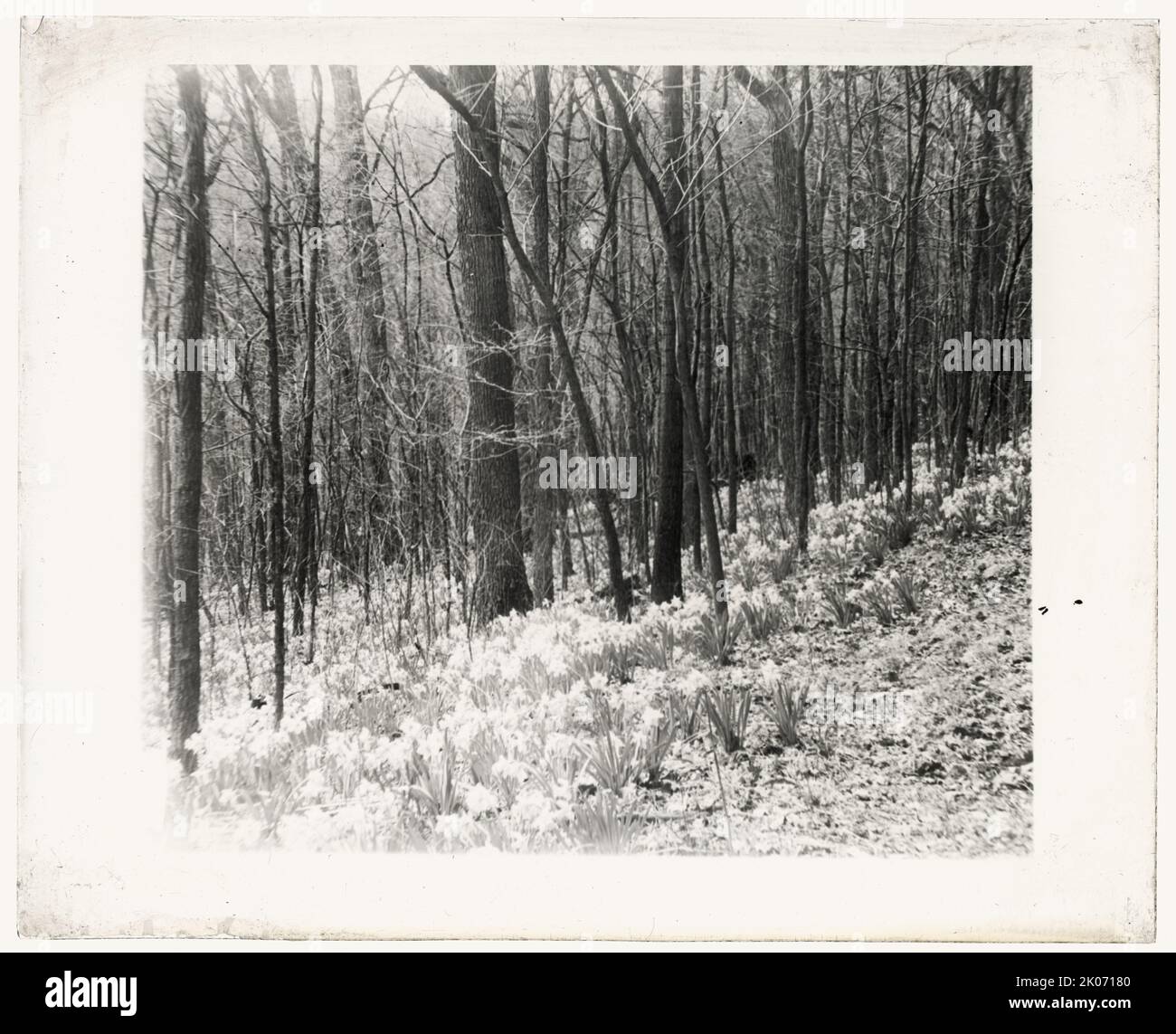 Unidentified garden or park, possibly "Ronaele Manor," Fitz Eugene ...