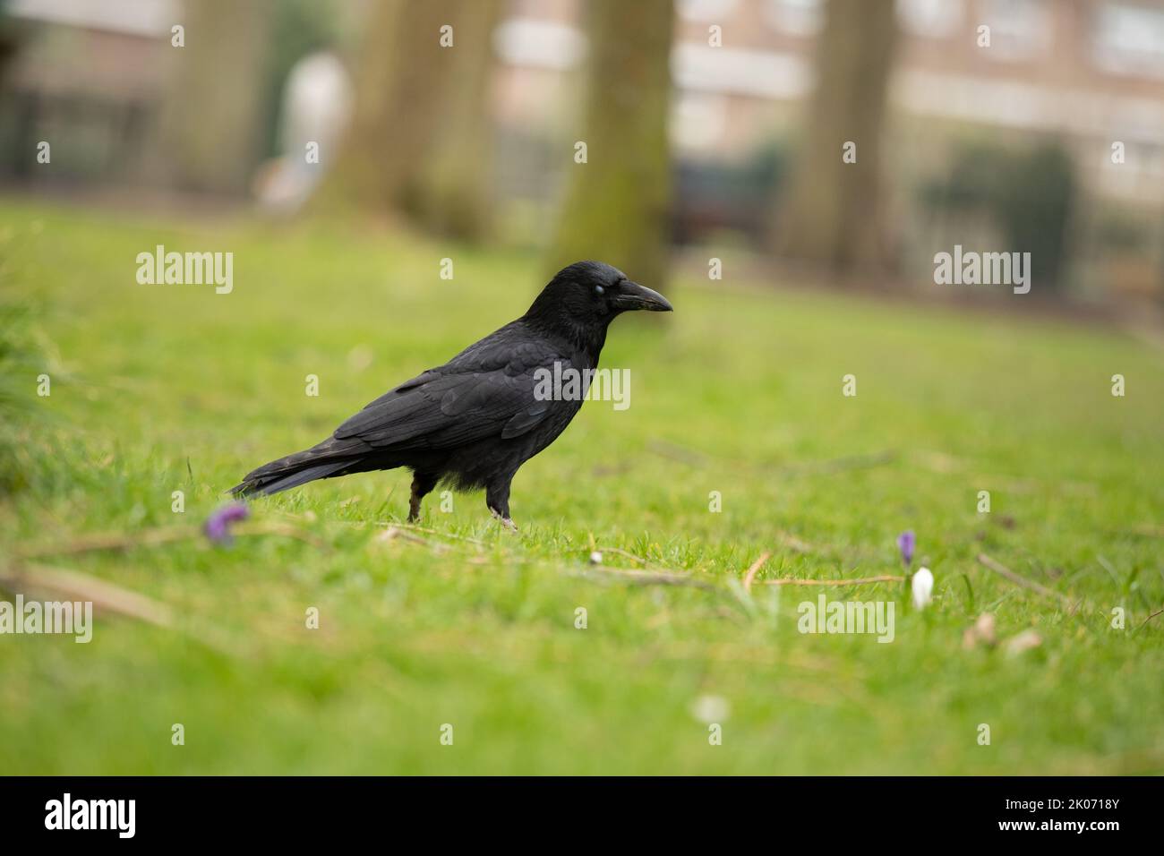 Carrion Crow on the grass looking for food, corvid family Stock Photo ...
