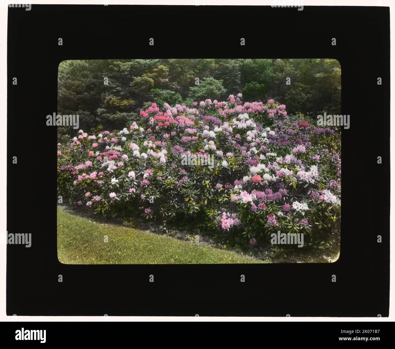 Lorillard tuxedo hi-res stock photography and images - Alamy