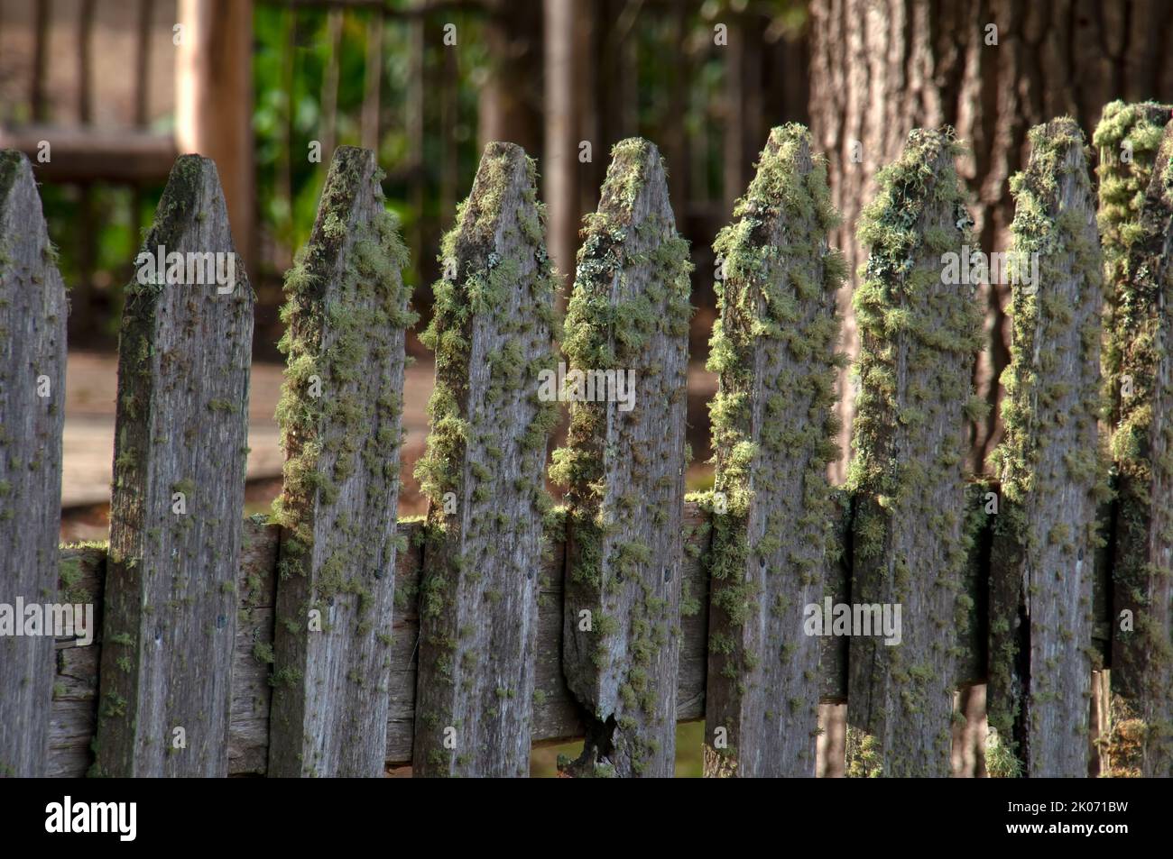 Port Arthur Australia, lichen on a wooden picket fence Stock Photo - Alamy