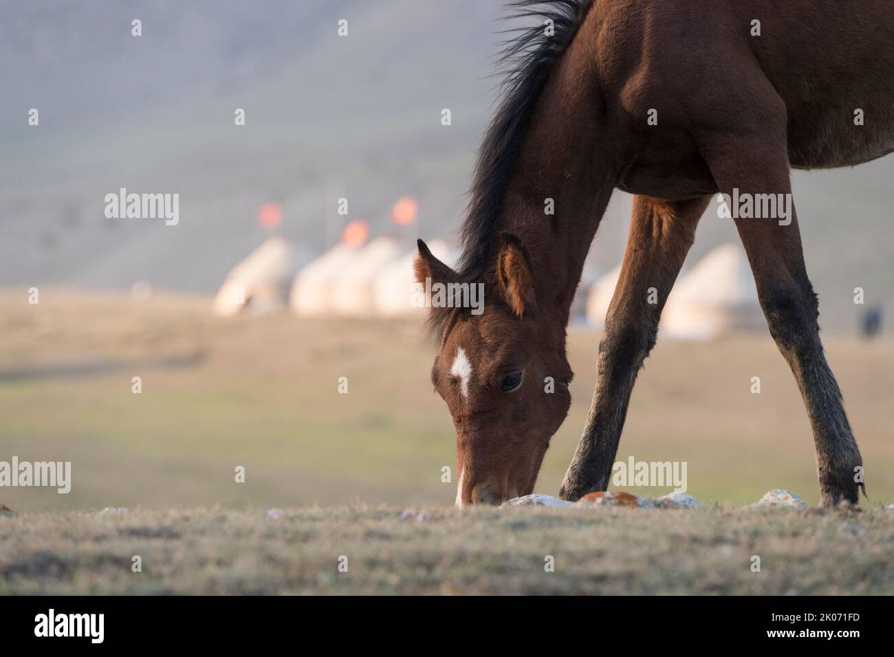 Horse grazing with a yurt camp in the background at Kyrchin nomadic ...