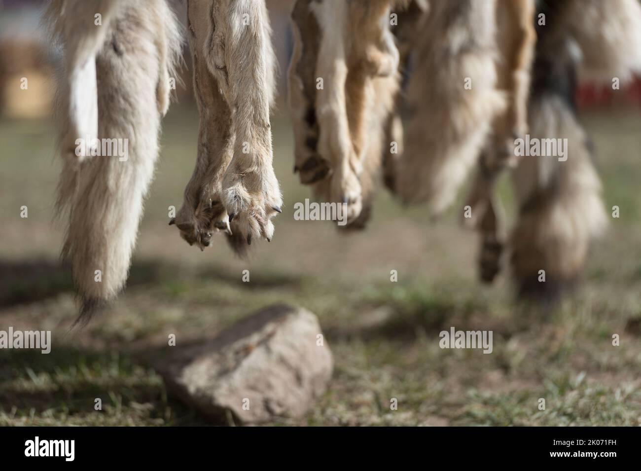 Wolf fur on display on a central-asian market in Kyrgyzstan, these furs ...