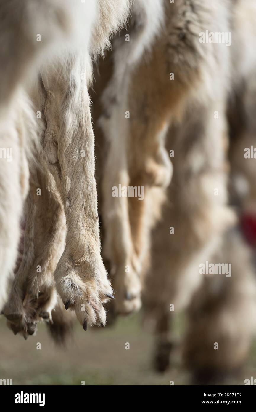 Wolf fur on display on a central-asian market in Kyrgyzstan, these furs ...