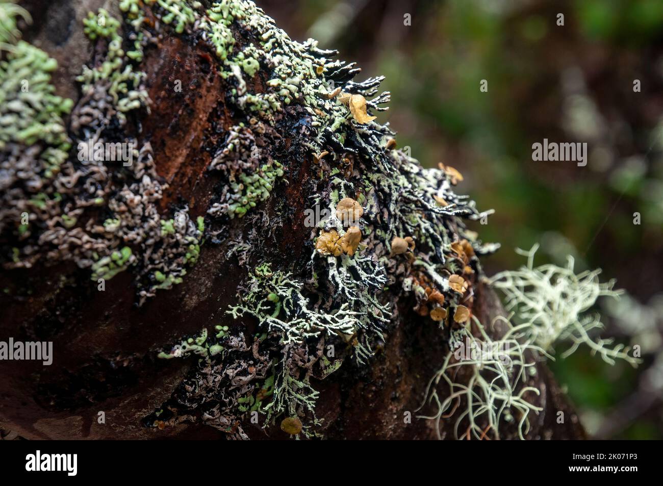 Lake St Clair Australia, lichens growing on a tree branch Stock Photo ...