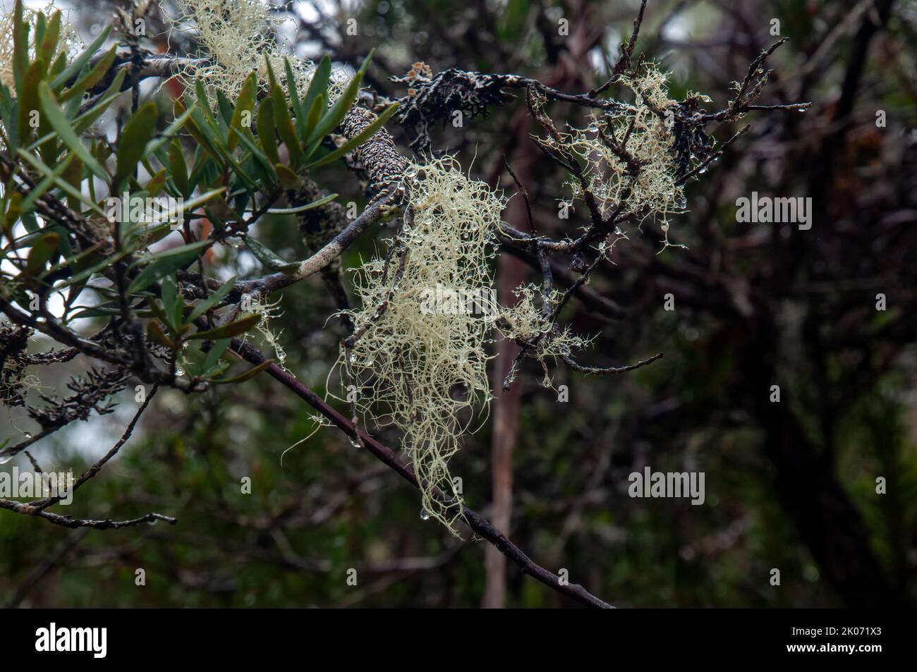 Lake St Clair Australia, moss with raindrops on tree branch Stock Photo ...