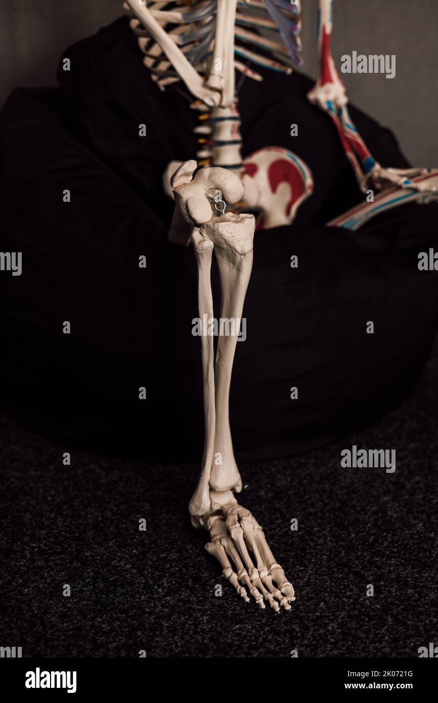 Knee joint on the skeleton. Sample for studying the structure of the ...