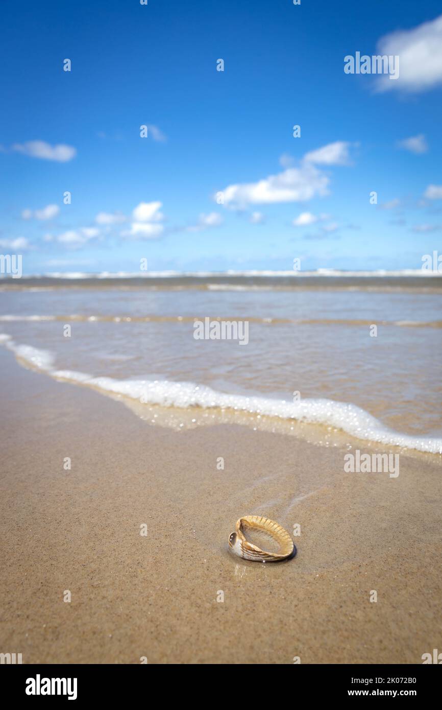 shell on the beach with a blue and cloudy sky Stock Photo - Alamy