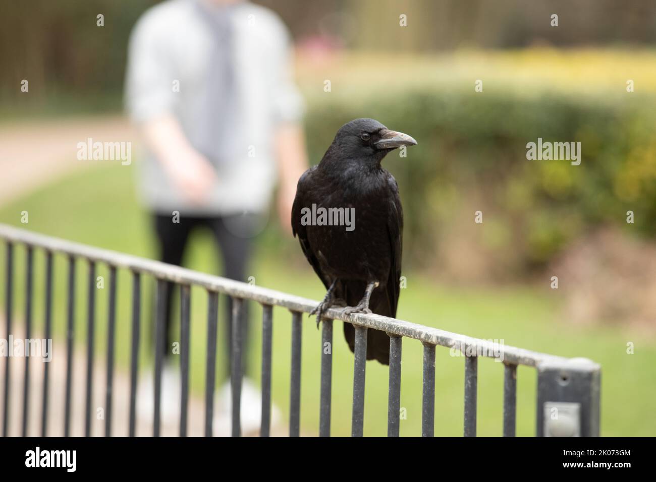 Black carrion crow, corvid, sits on metal fencing against a soft ...