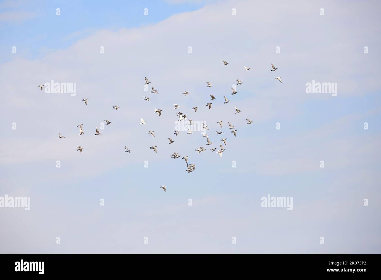 Flock birds floating flying hi-res stock photography and images - Alamy