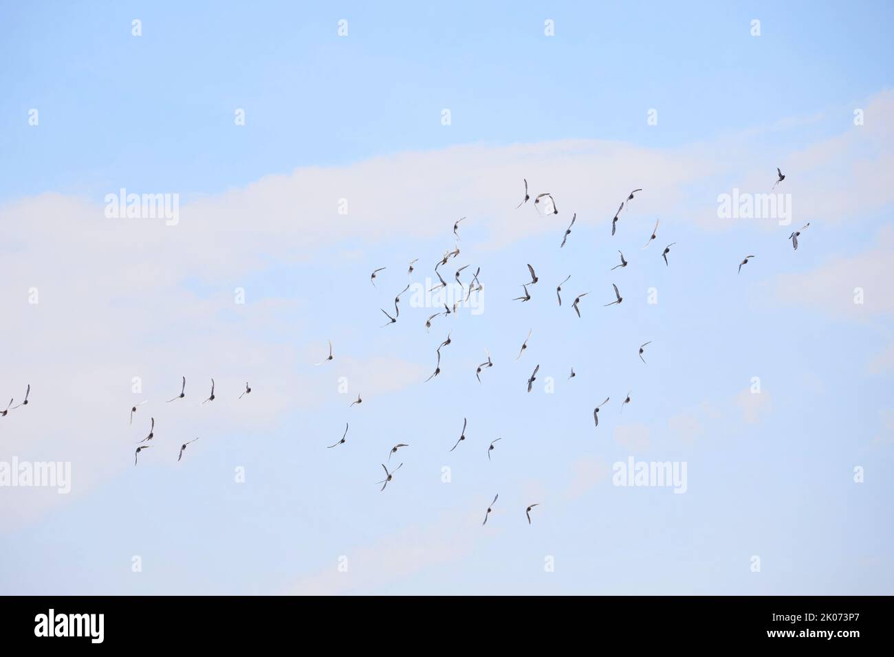 Pigeon migration hi-res stock photography and images - Alamy