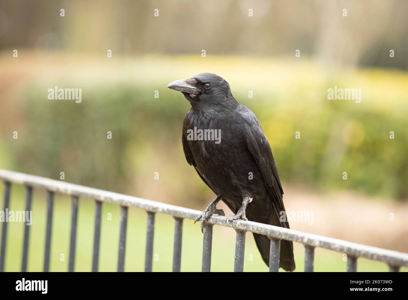 Black carrion crow, corvid, sits on metal fencing against a soft ...
