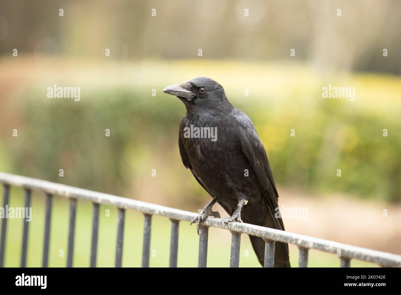 Black carrion crow, corvid, sits on metal fencing against a soft ...
