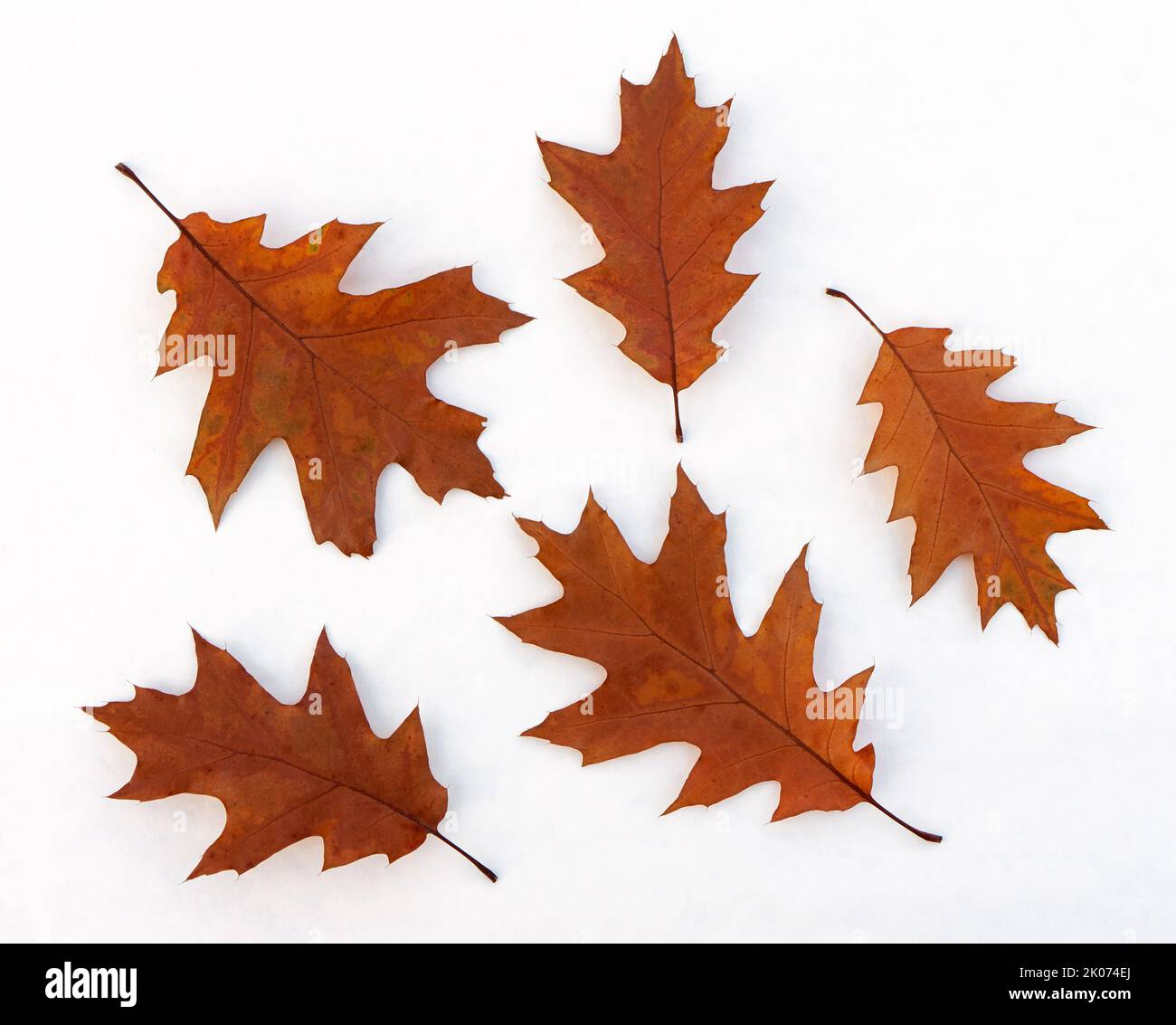 Autumn composition bright leaves hi-res stock photography and images ...