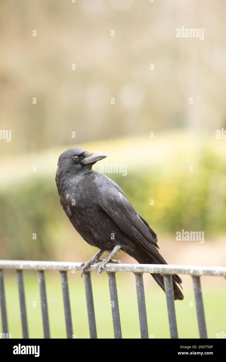 Black carrion crow, corvid, sits on metal fencing against a soft ...