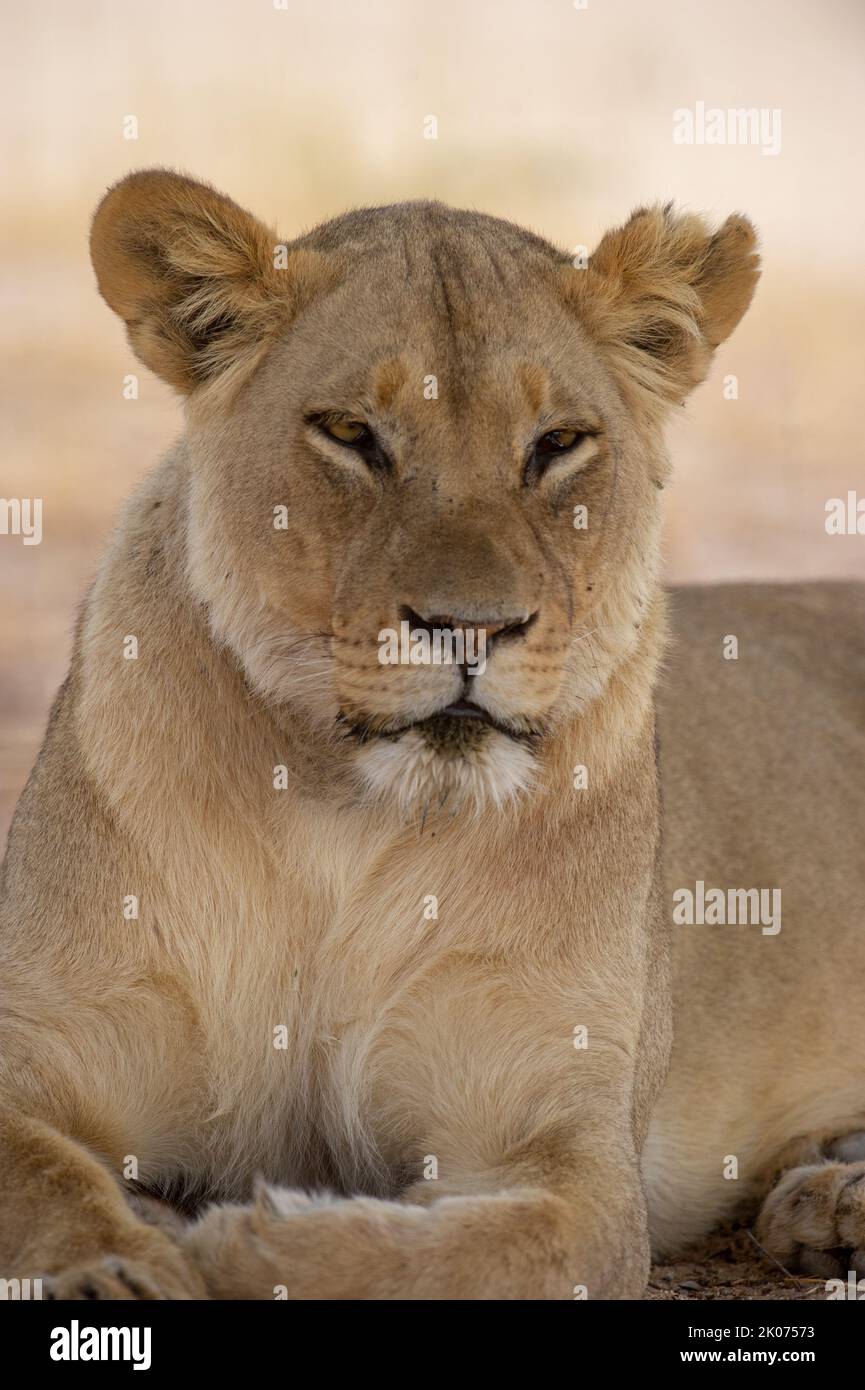 Lion (Panthera leo) Kgalagadi Transfrontier Park, South Africa Stock ...