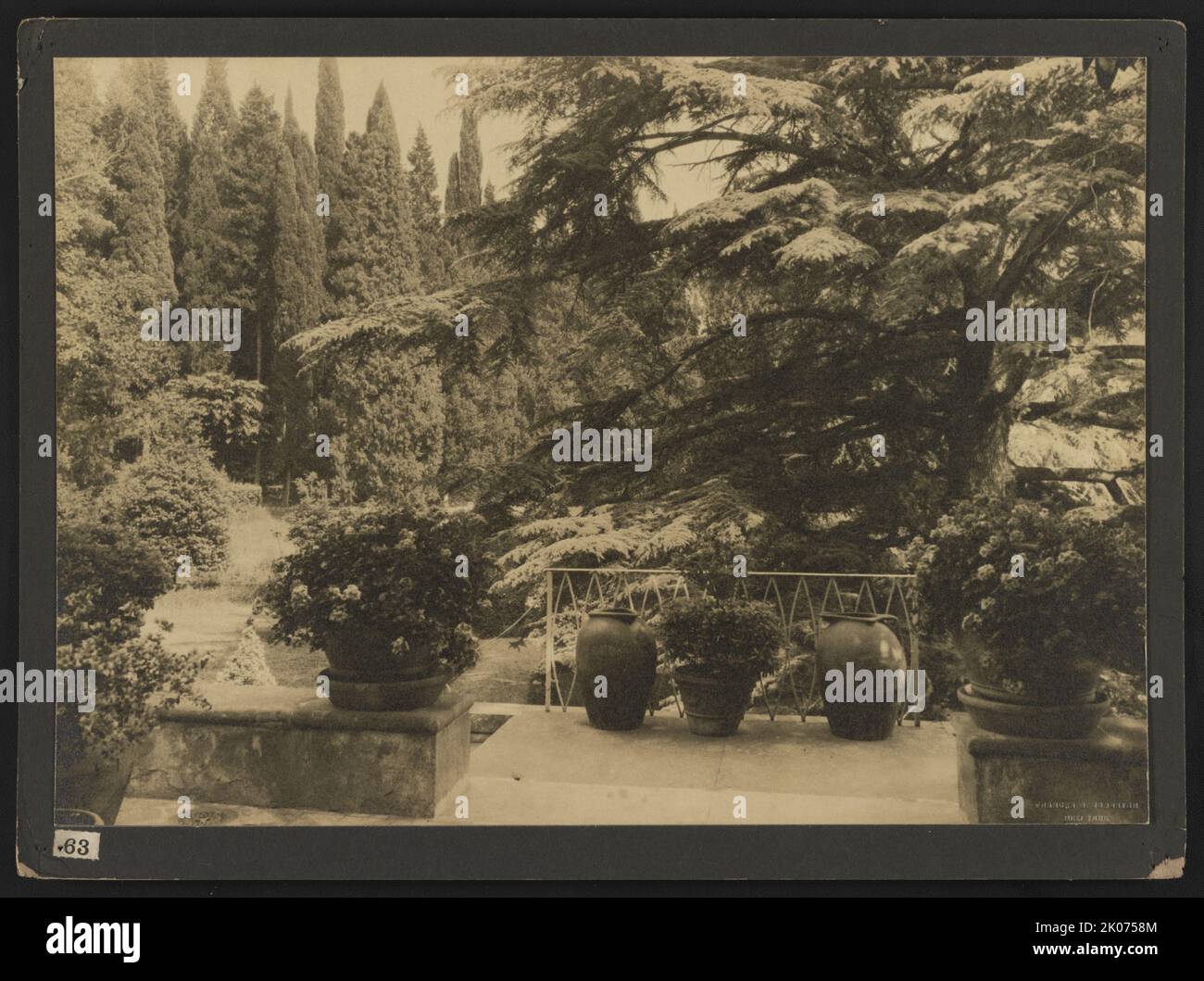 Italy, Villa Bel Riposo, Fiesole i.e. San Domenico, "Cedars of Lebanon ...