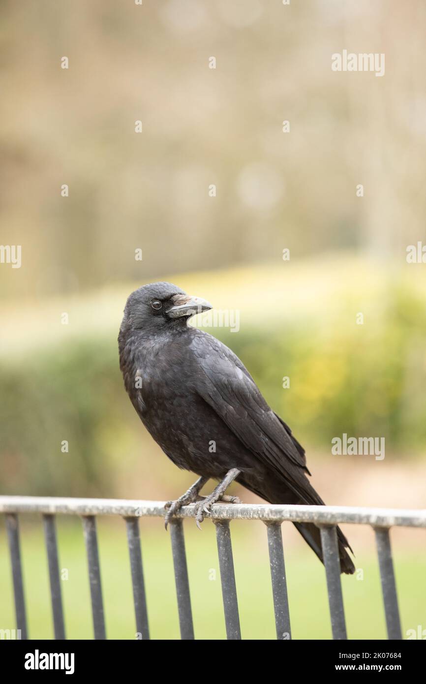 Black carrion crow, corvid, sits on metal fencing against a soft ...