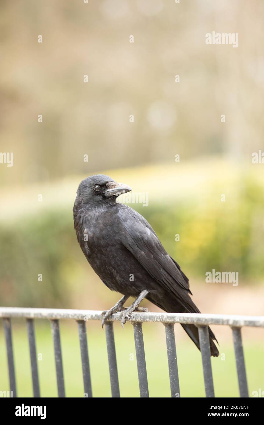 Clear photo of a crow hi-res stock photography and images - Alamy