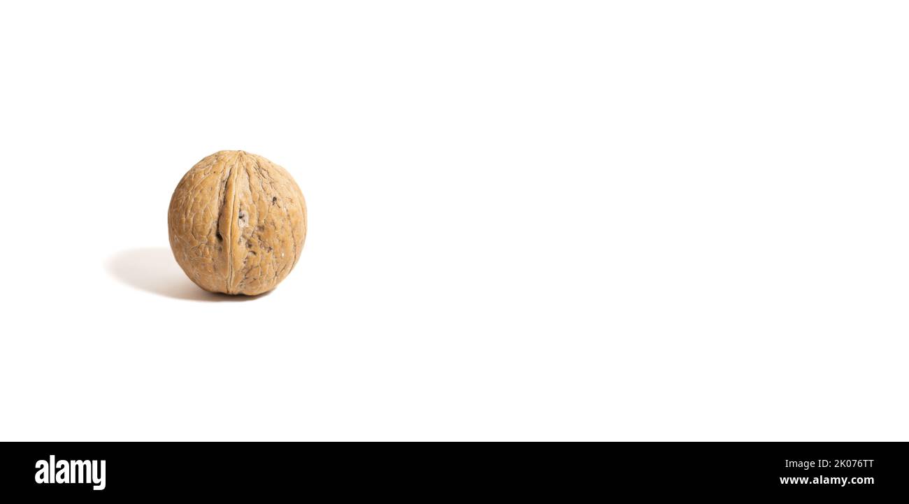 walnut isolated on white panoramic background. Single unpeeled walnut ...