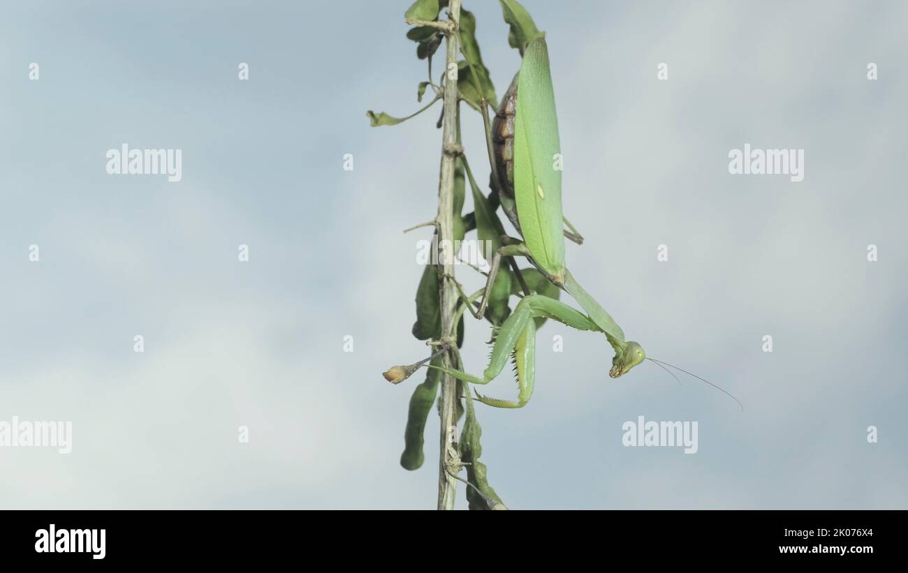 Praying mantis sits on a branch on background sky with clouds. Closeup ...