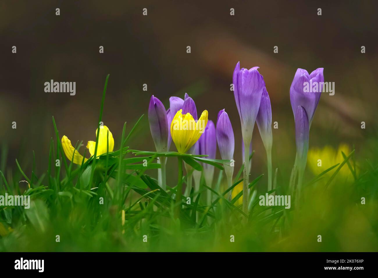 First crocuses (Crocus) surrounded by wintercreepers (Erauthis hyemalis), February, Germany ...