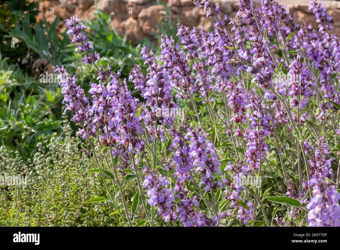 Flowering common sage (Salvia officinalis), Majorca, Spain Stock Photo ...