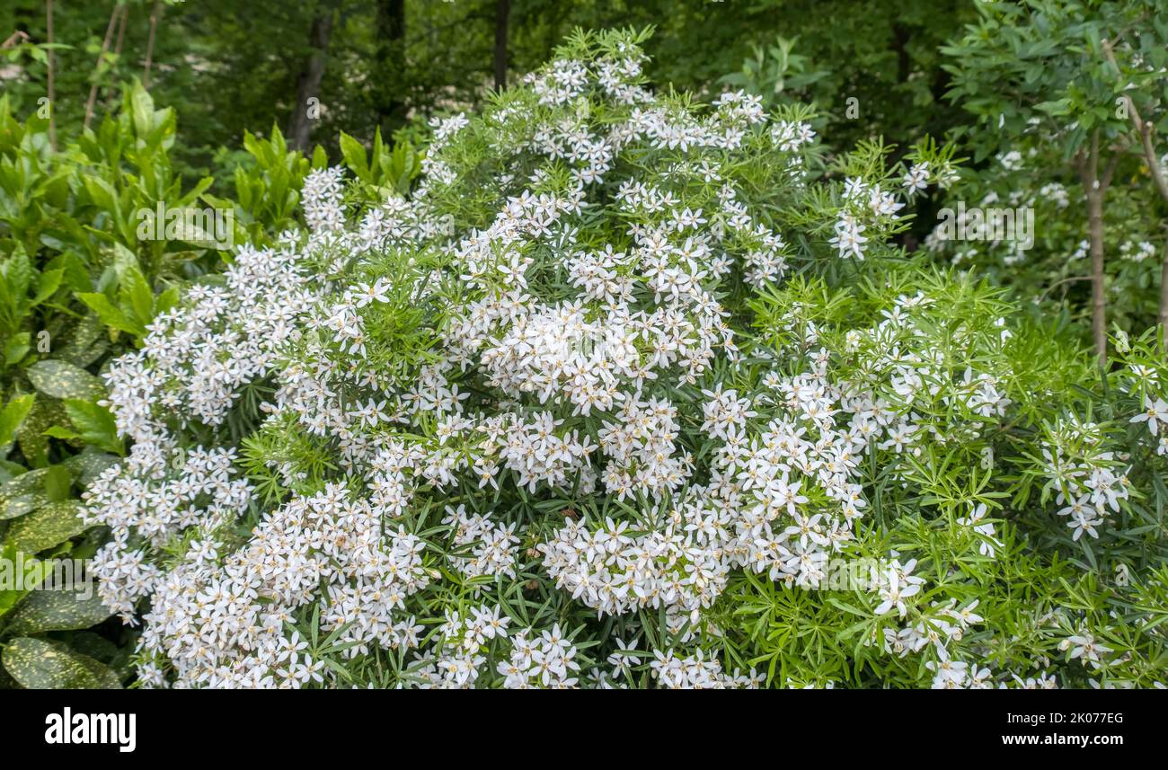 Orange flower (Choisya ternata) variety Aztec Pearl, Germany Stock ...