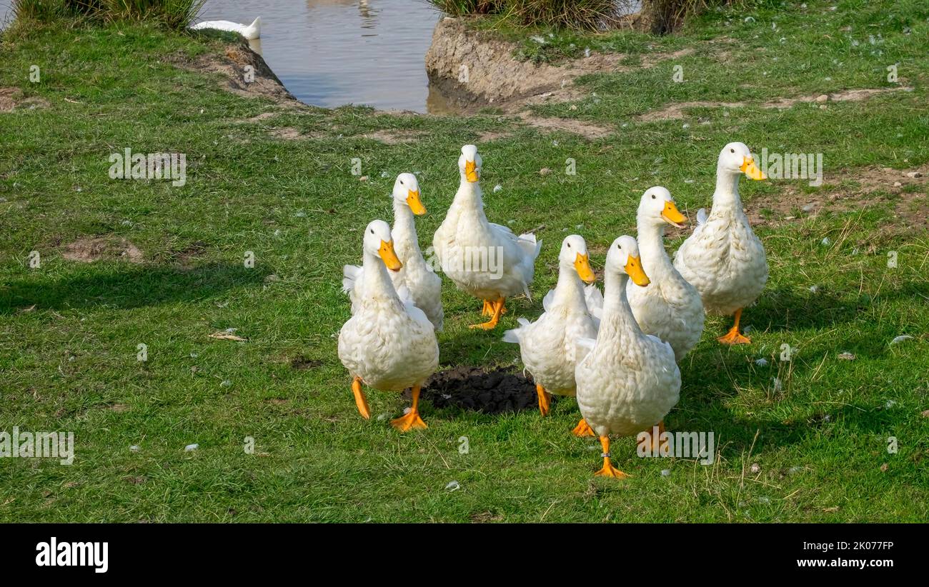 Peking ducks (Anas platyrhynchos domestica) at a pond, North Sea island ...