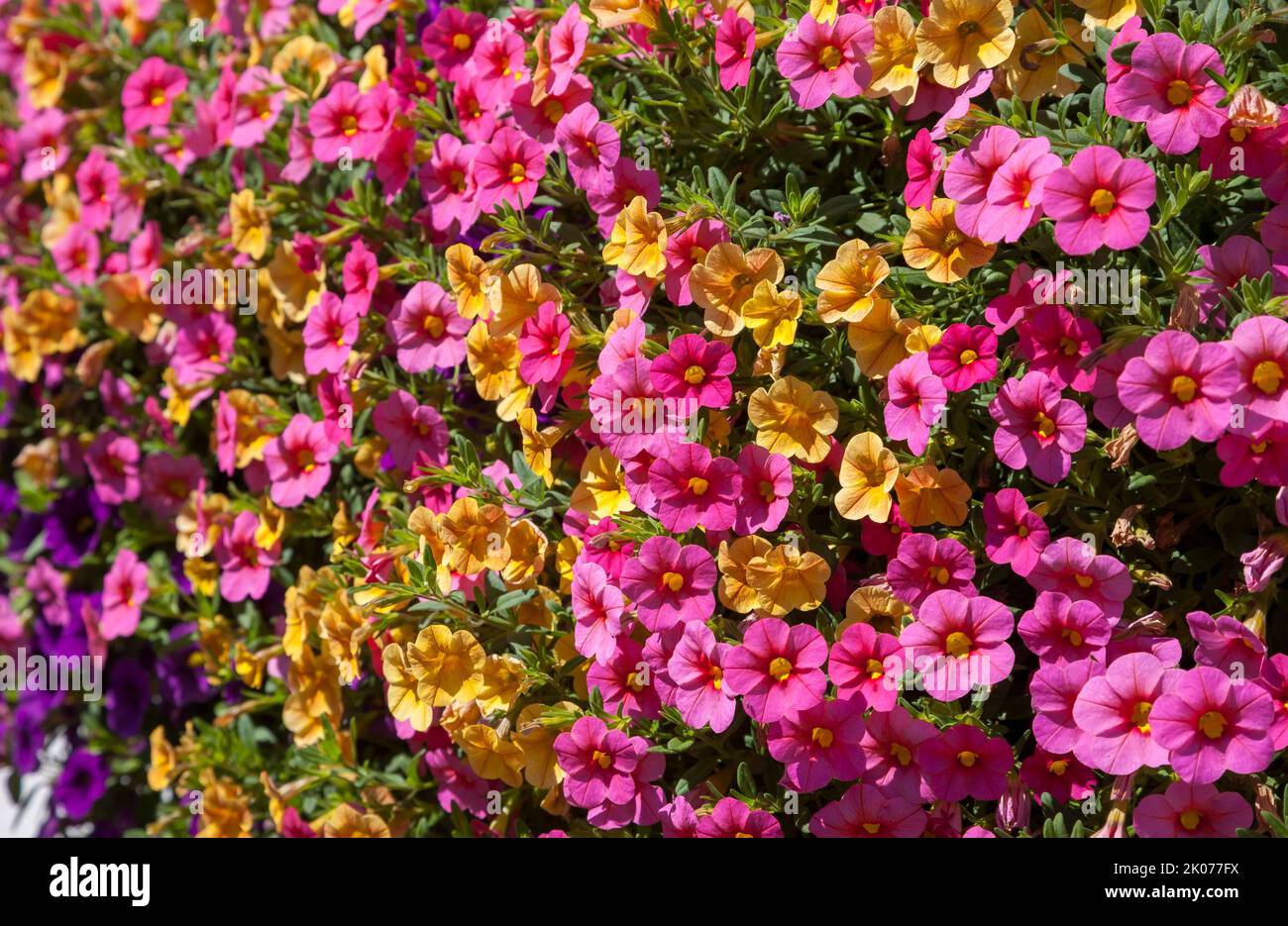 Magic bells (Calibrachoa), variegated, Germany Stock Photo - Alamy