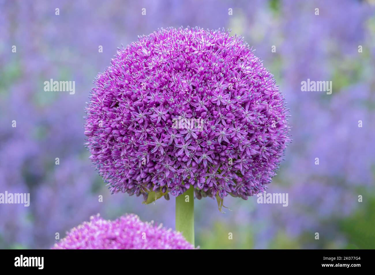 Ornamental leek (Allium sp.), flower stand, Muensterland, North Rhine ...