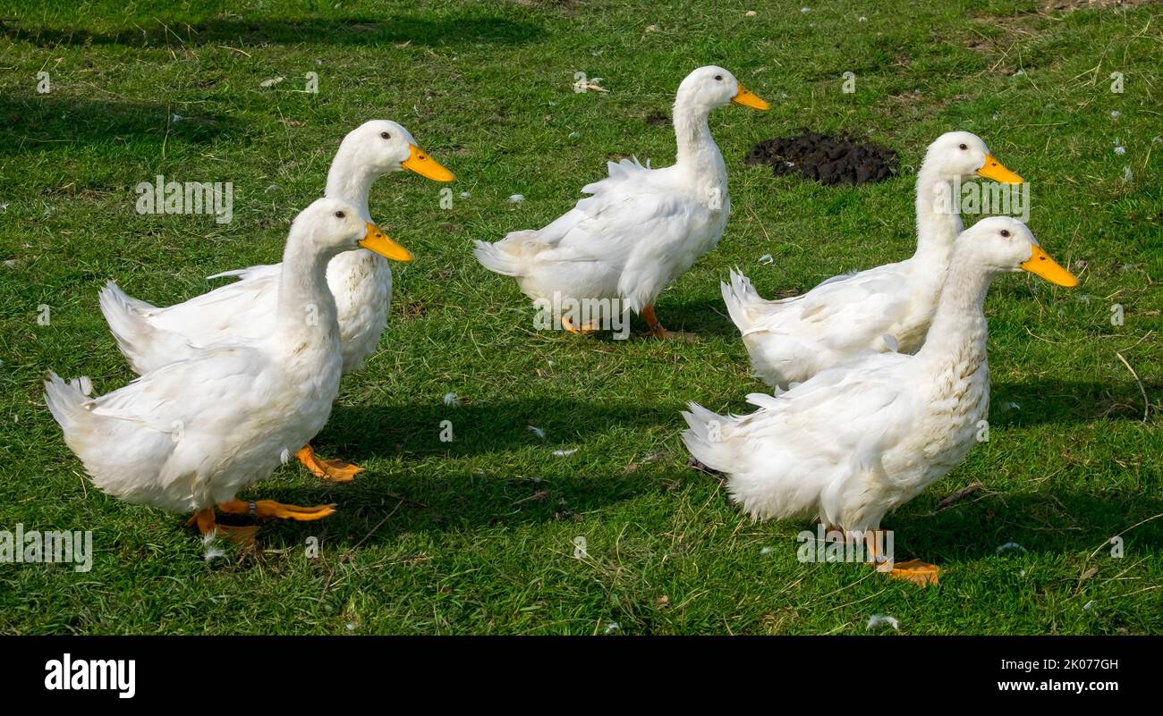 Peking ducks (Anas platyrhynchos domestica), North Sea island of Foehr ...