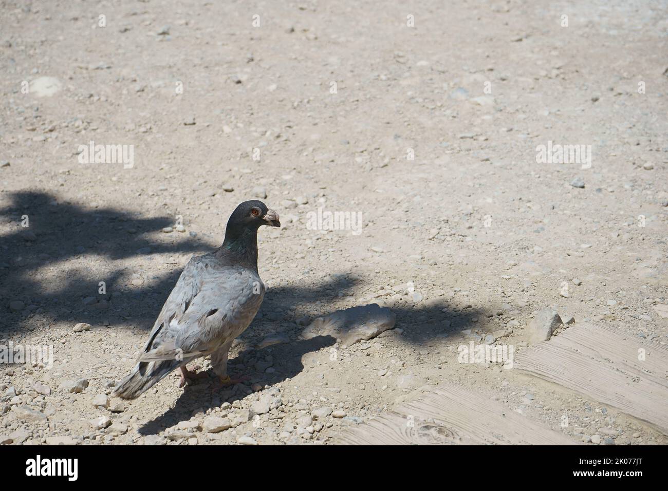 Pigeon columba with big nostril cere, in Athens acropolis, Greece Stock ...