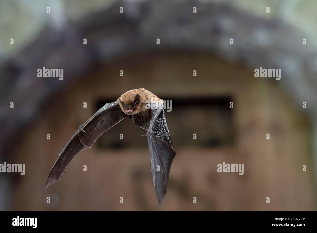 Common pipistrelle (Pipistrellus pipistrellus) in flight from the ...