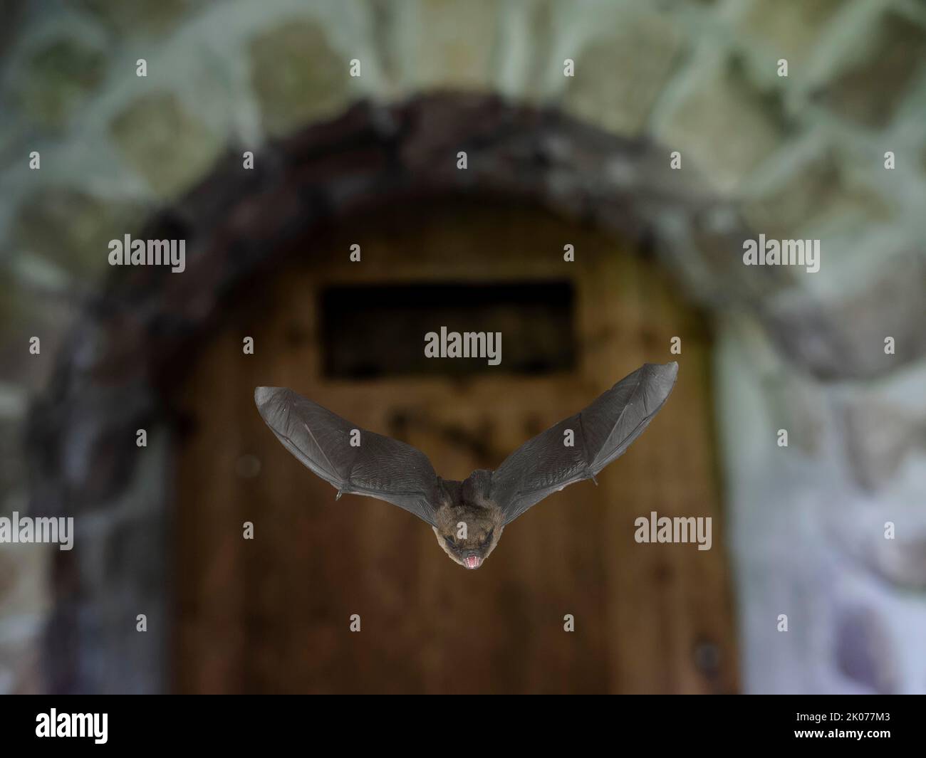 Common pipistrelle roost hi-res stock photography and images - Alamy