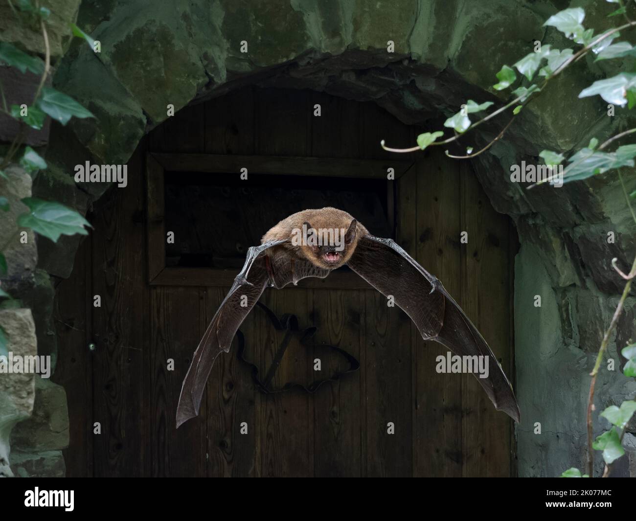 Common pipistrelle roost hi-res stock photography and images - Alamy