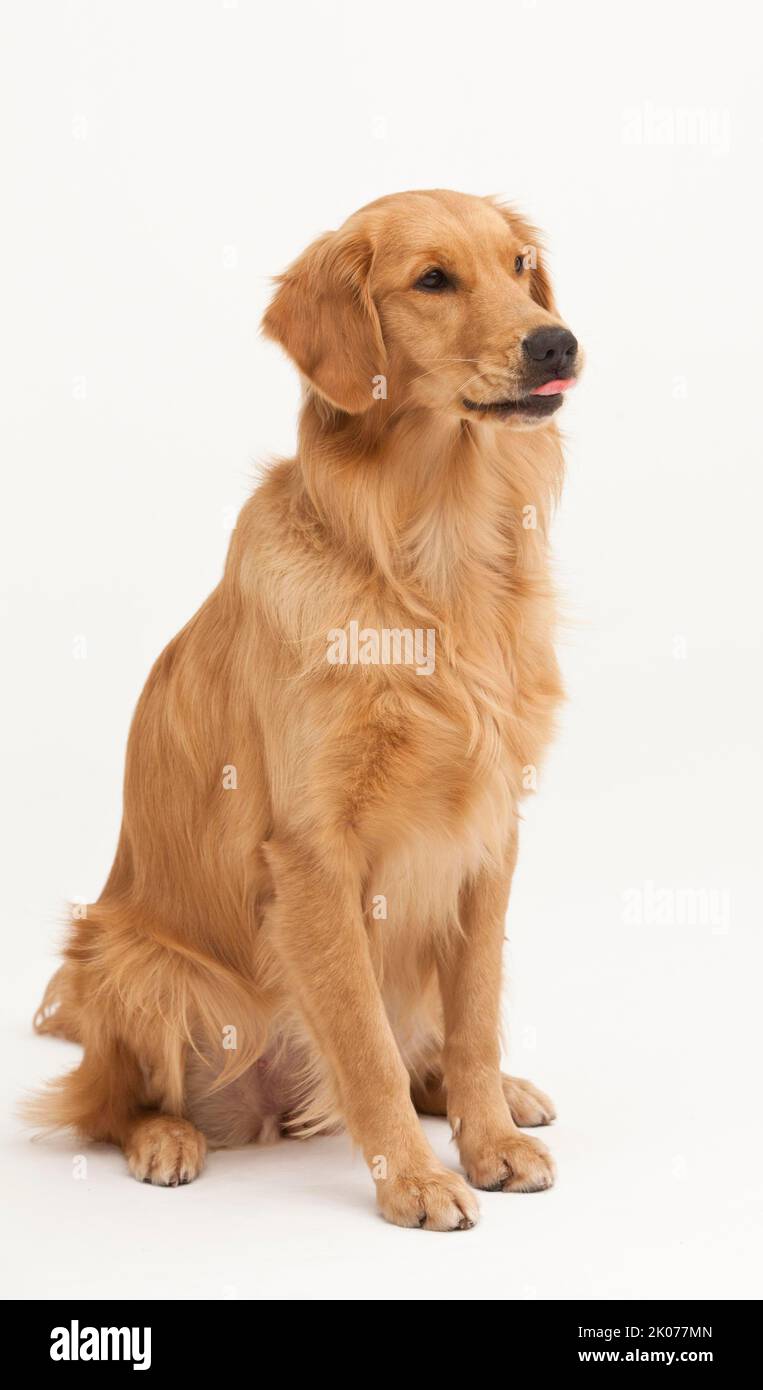 A Golden Retriever dog sitting on a white background Stock Photo - Alamy