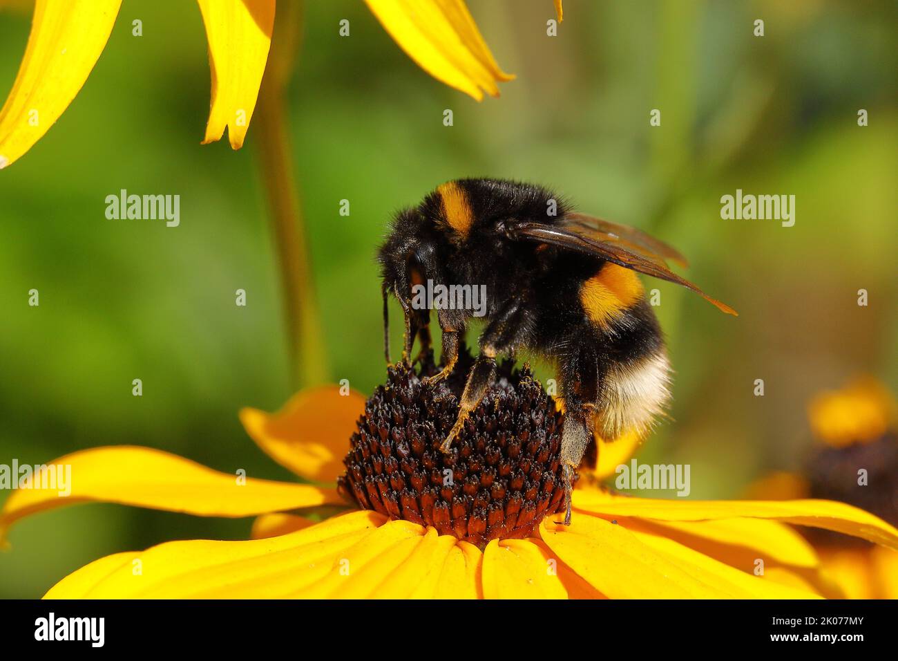 Large earth bumblebee (Bombus terrestris), on a flower of yellow coneflower (Echinacea paradoxa ...