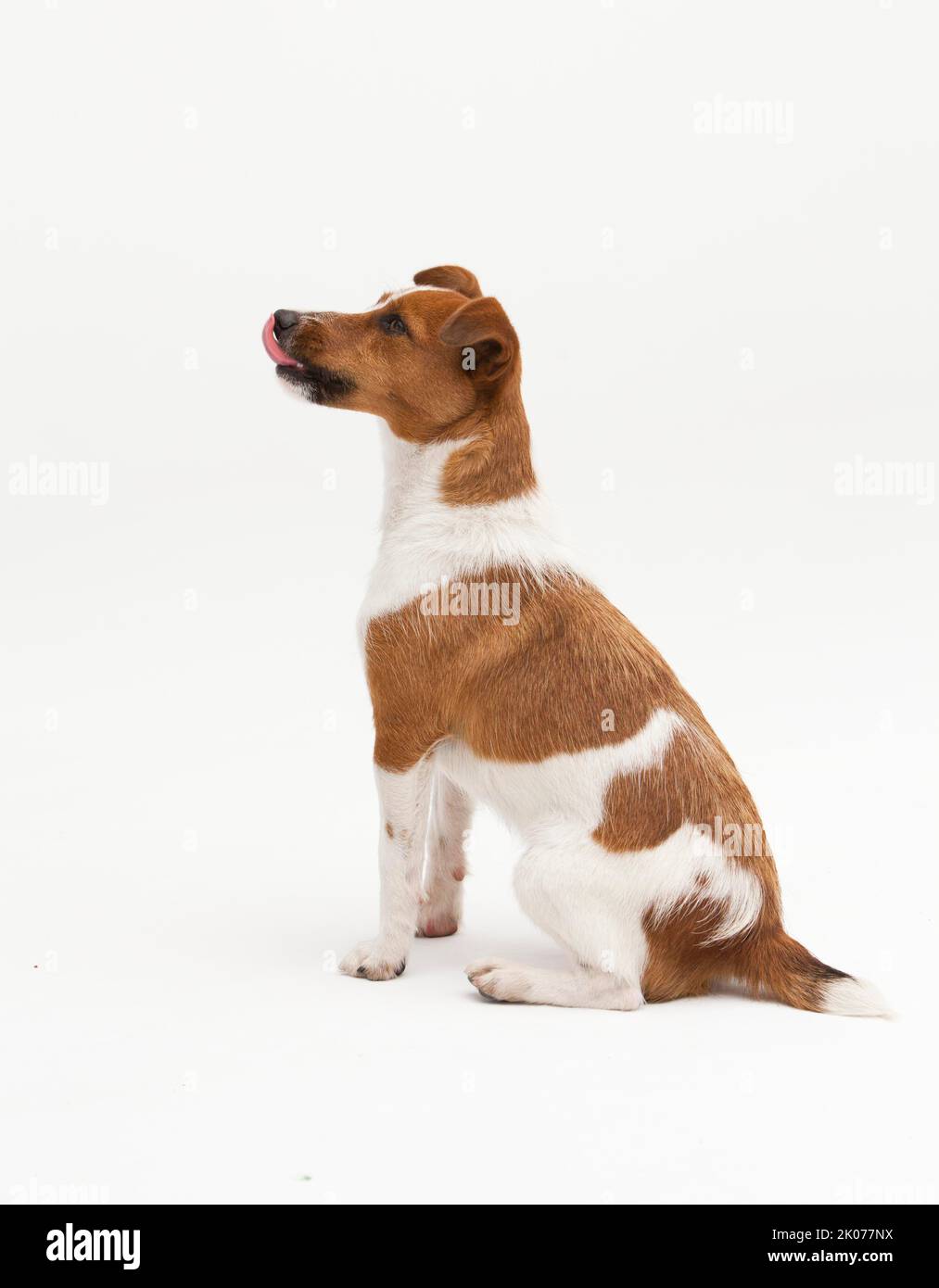 A Jack Russel Terrier performing different postures Stock Photo - Alamy