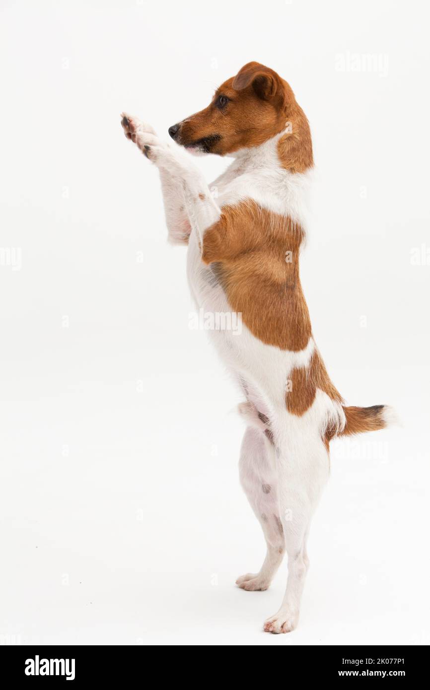 A Jack Russel Terrier performing different postures Stock Photo - Alamy