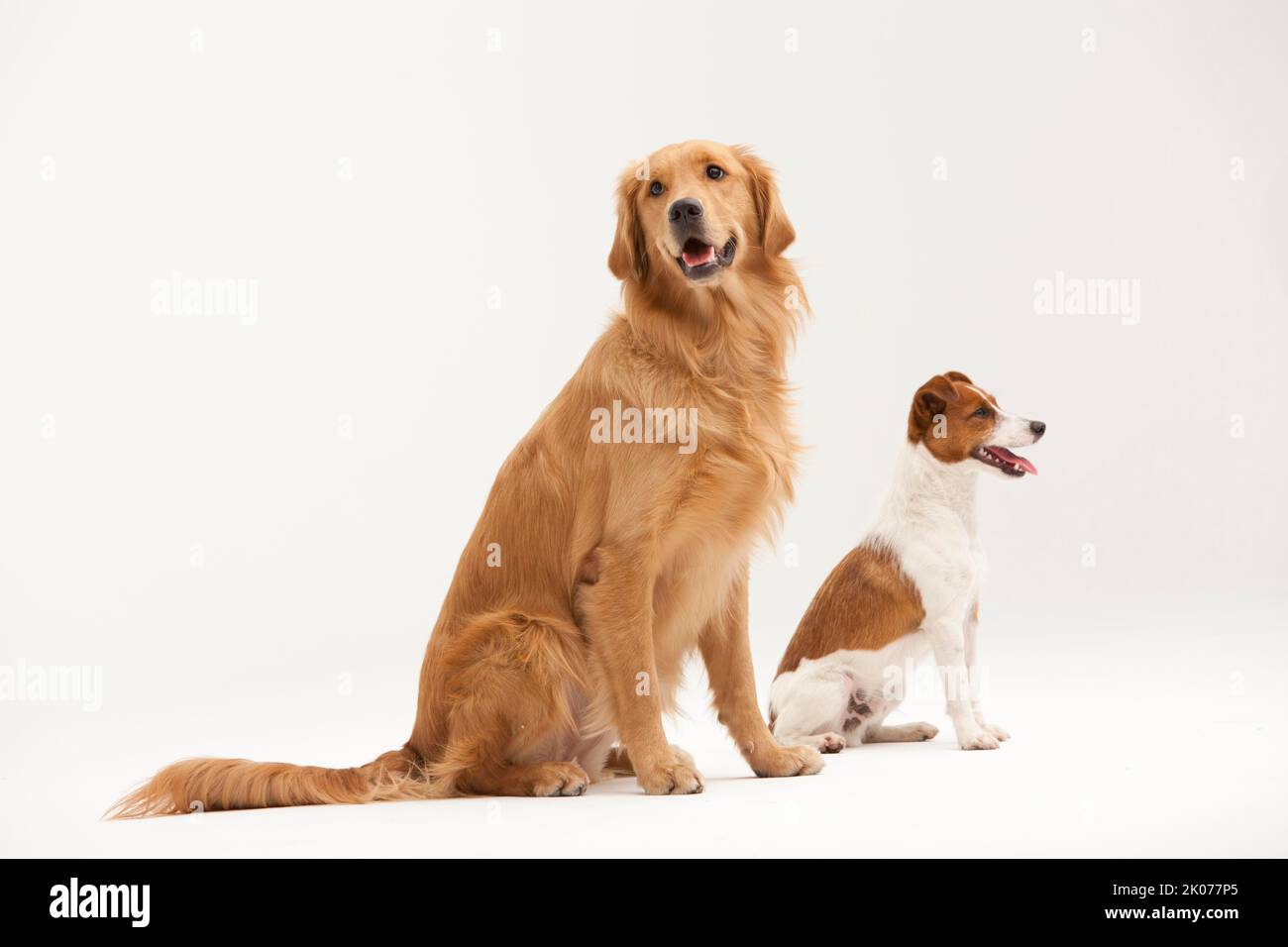 Two dogs photographed in studio with white background Stock Photo - Alamy