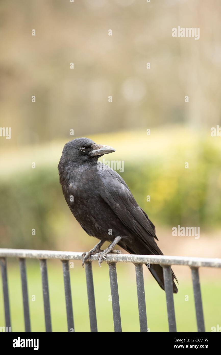 Black carrion crow, corvid, sits on metal fencing against a soft ...