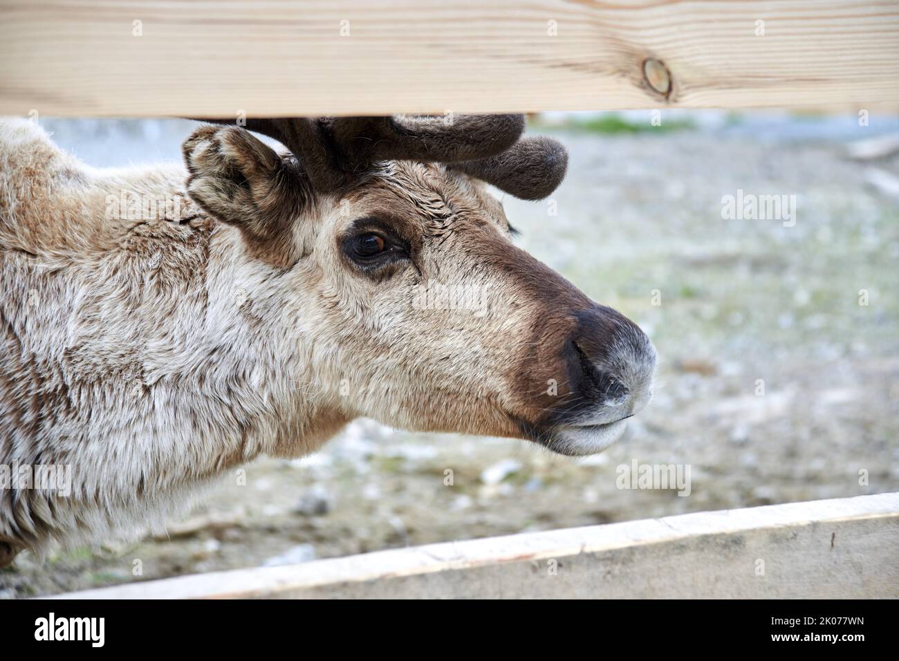 Feral reindeer. Young Siberian stag with antlers. Santa's reindeer ...