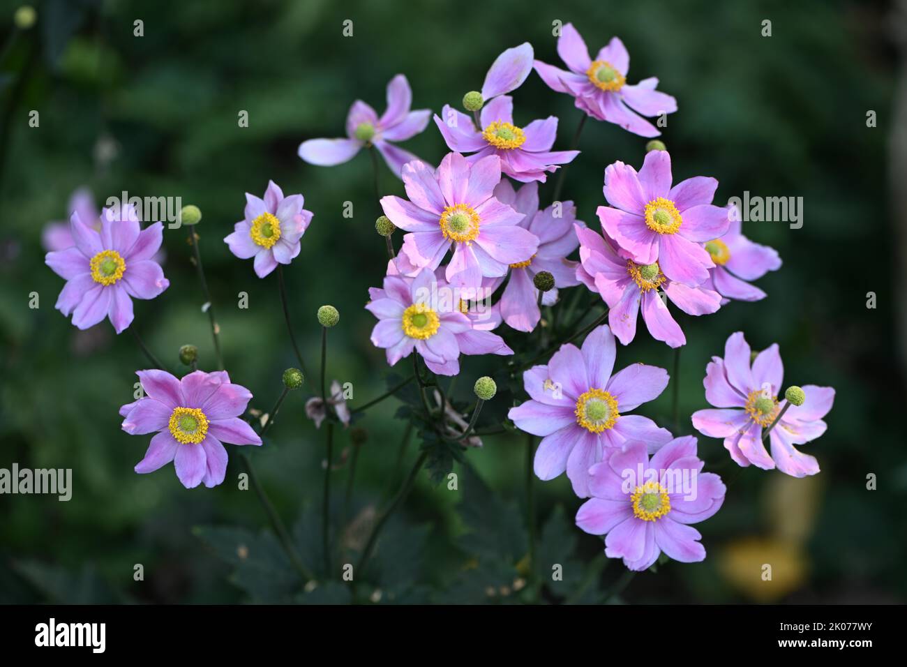 Chinese anemone (Anemone hupehensis), Emsland, Lower Saxony Germany ...