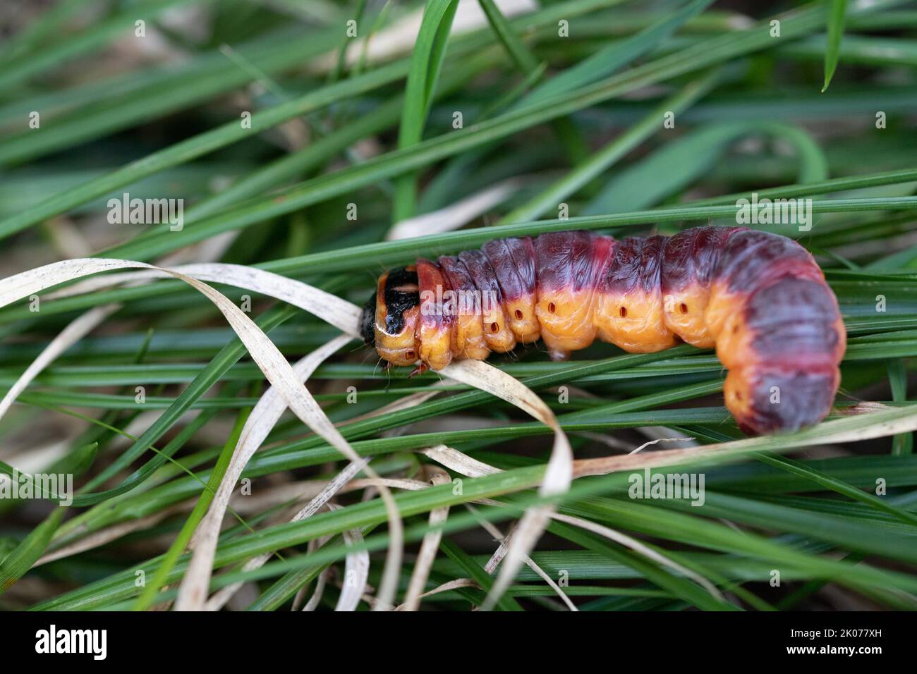 Goat moth (Cossus cossus), caterpillar on grass, Eschenlohe, Bavaria ...