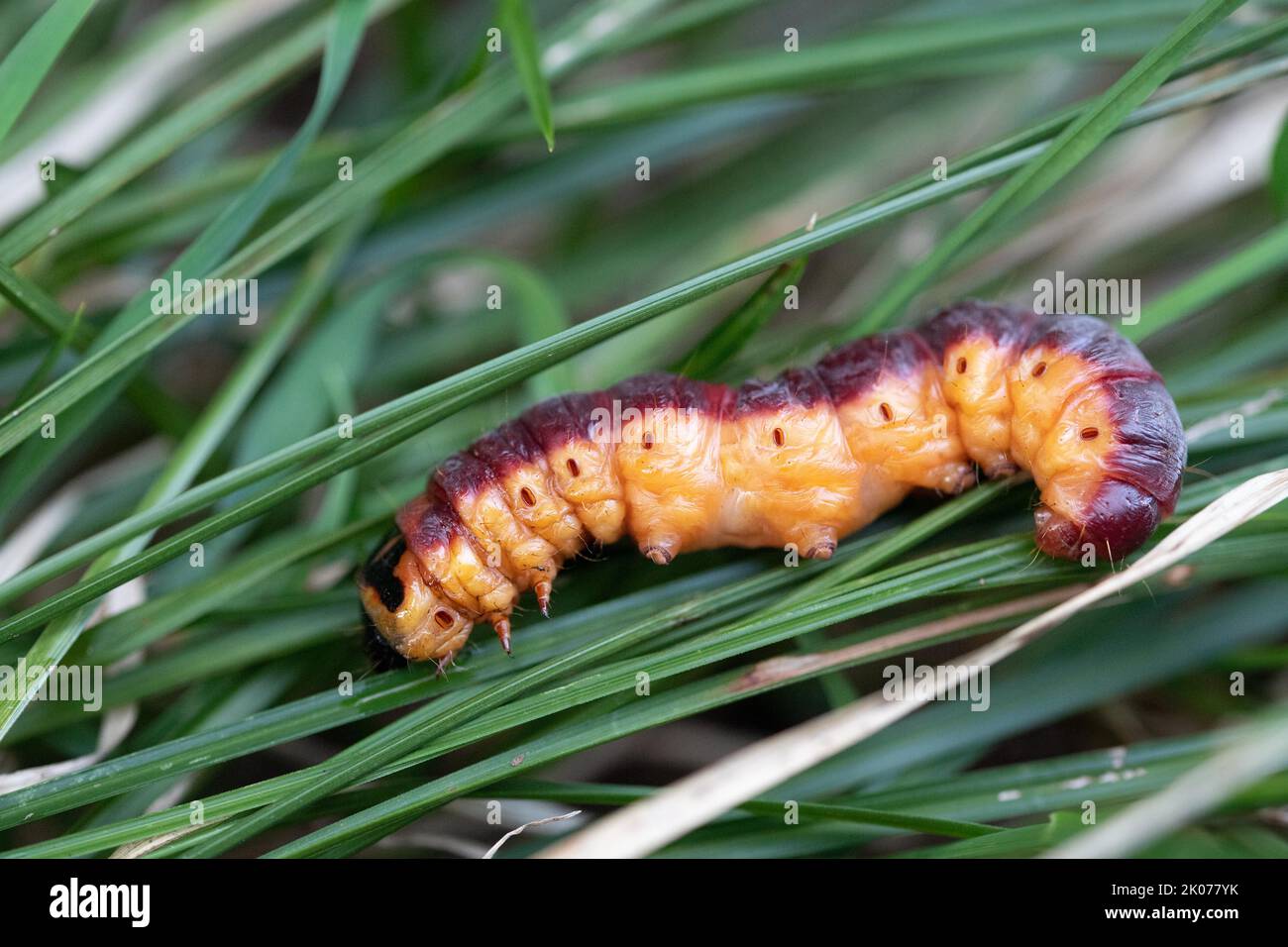 Goat moth (Cossus cossus), caterpillar on grass, Eschenlohe, Bavaria ...