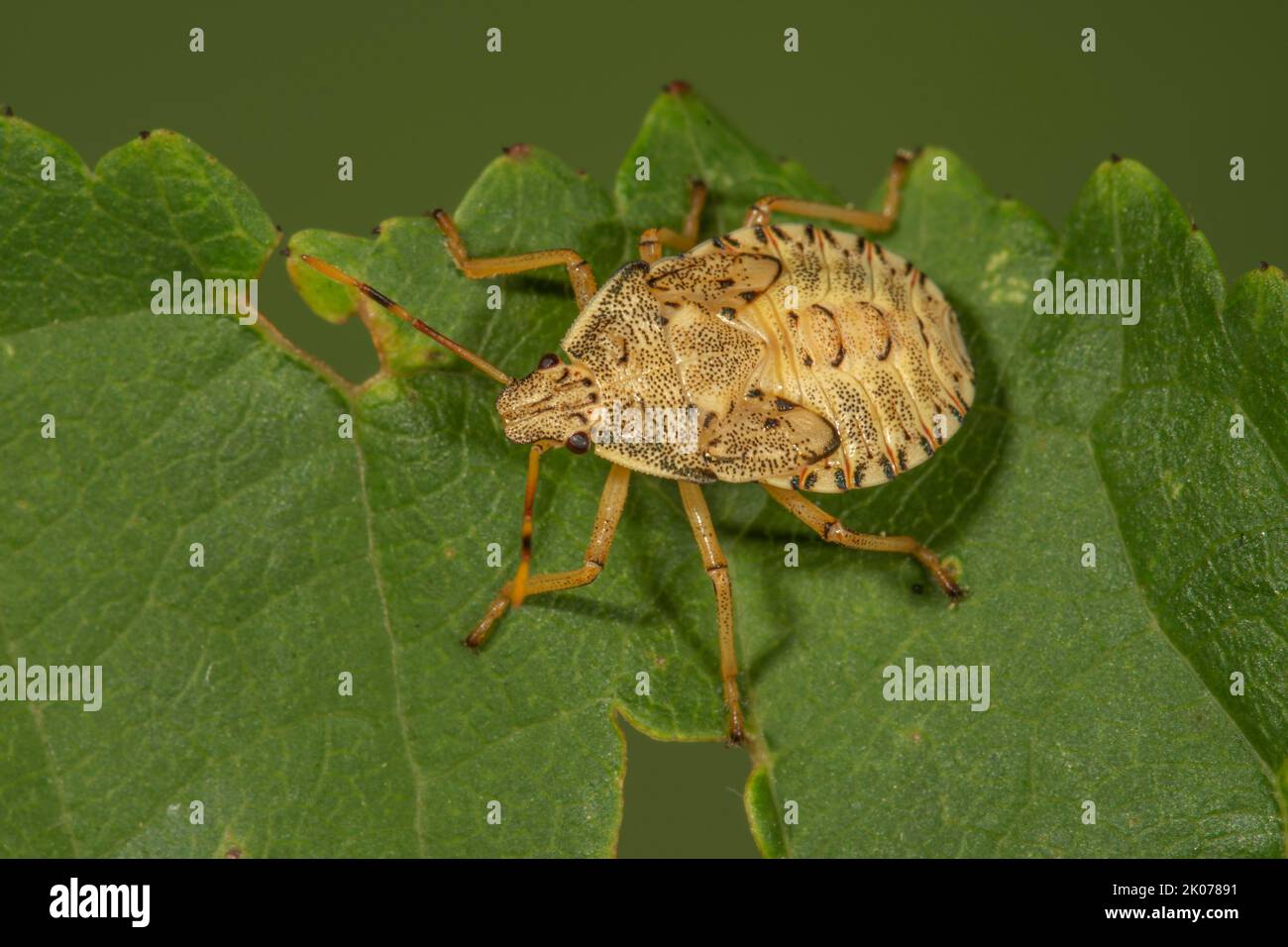 Tree bug, forest guardian (Arma custos) in the fifth larval stage on a ...