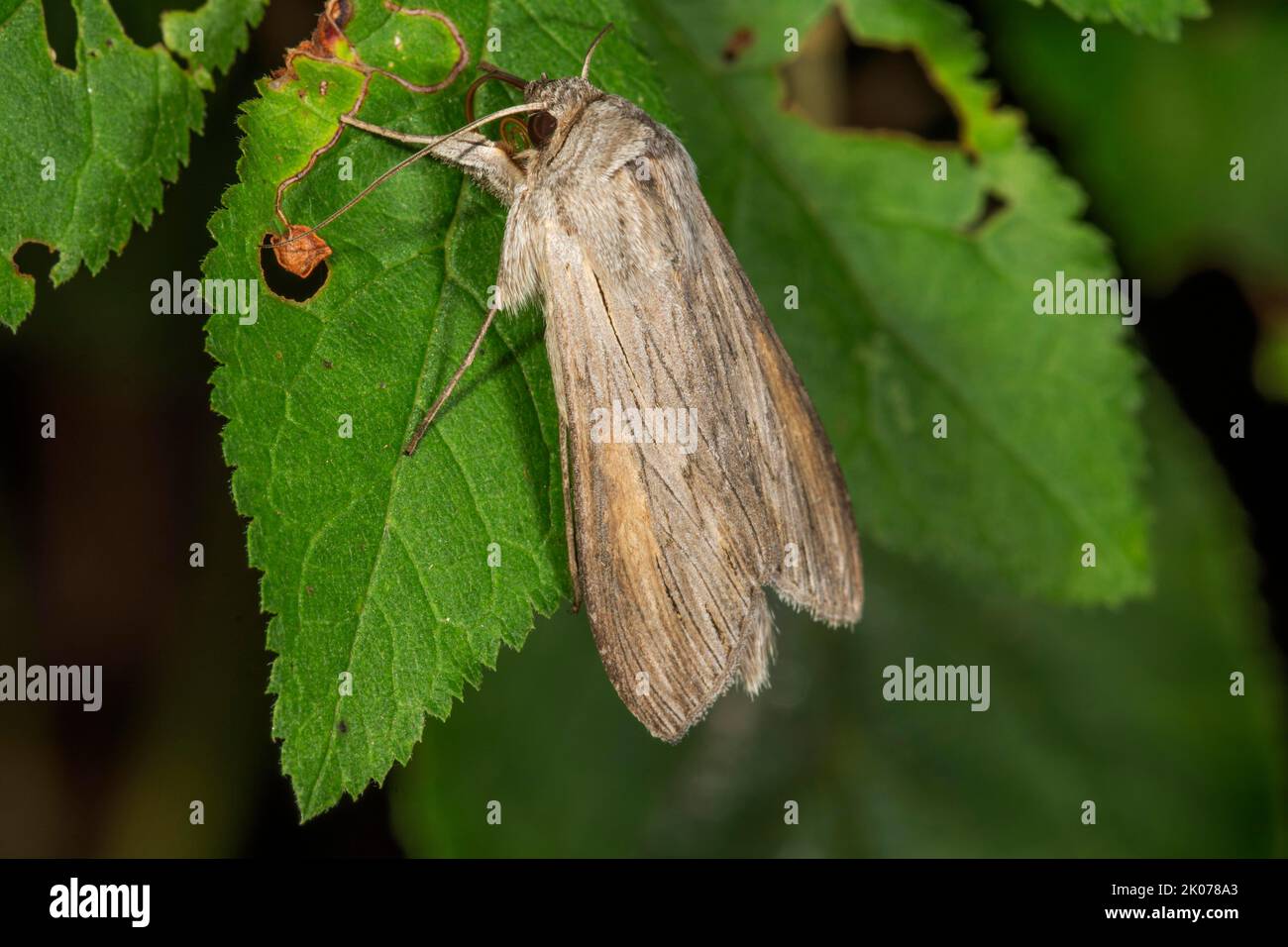 Shark (moth) (Cucullia umbratica) on a leaf, Baden-Wuerttemberg ...