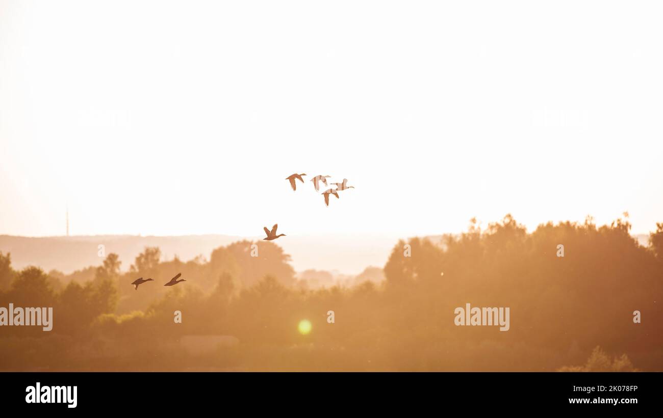 Ulm flight hi-res stock photography and images - Alamy