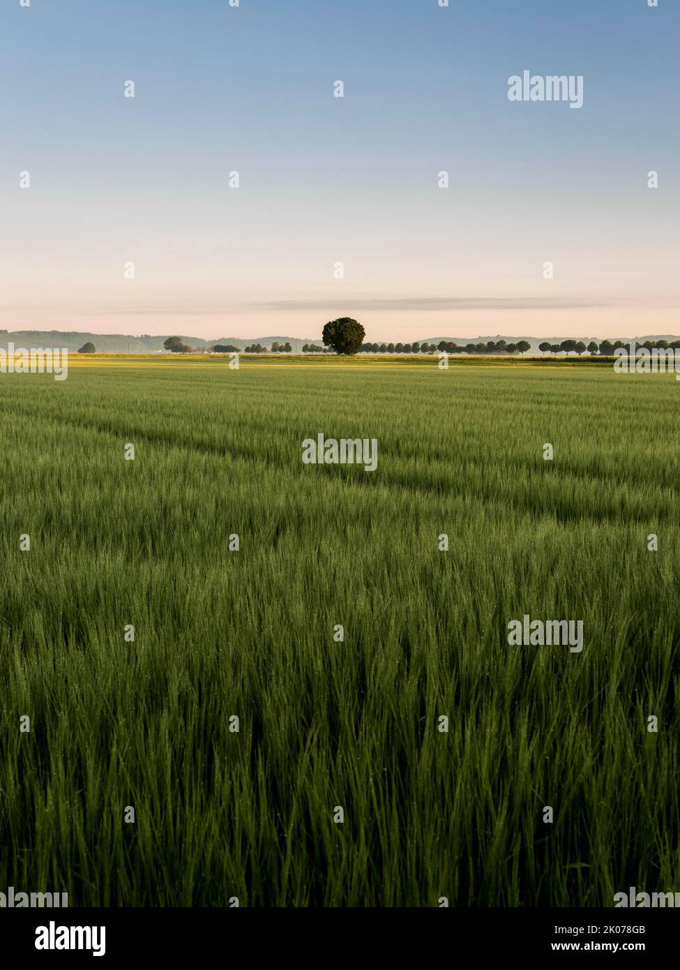 Barley field with group of trees on the horizon, clear sky in morning ...